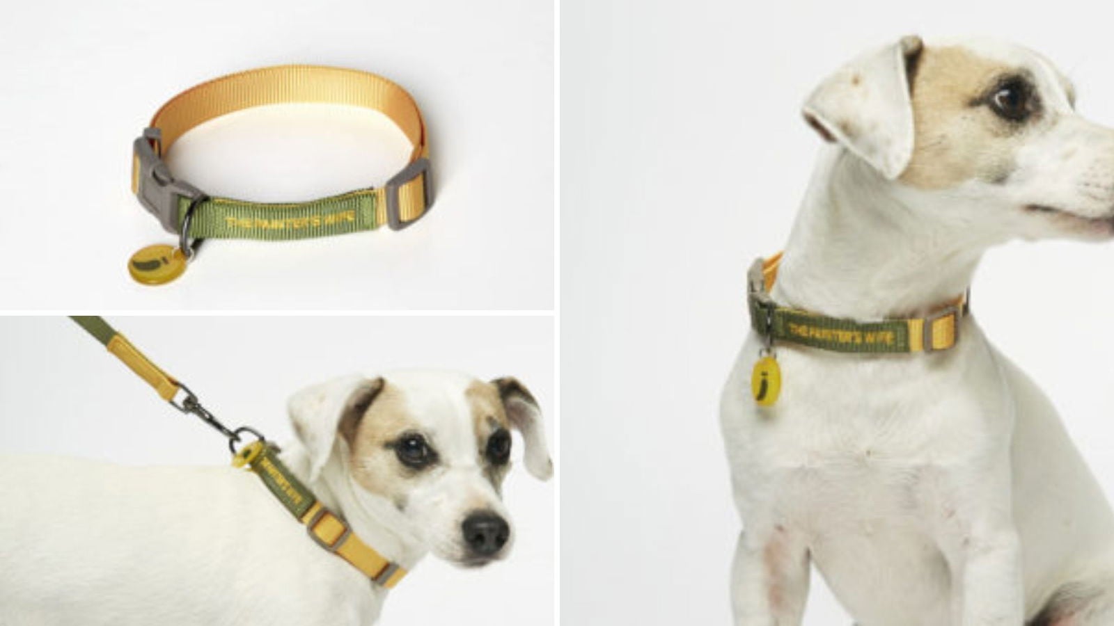 Collares con estilo para salir a celebrar el Día Mundial del Perro