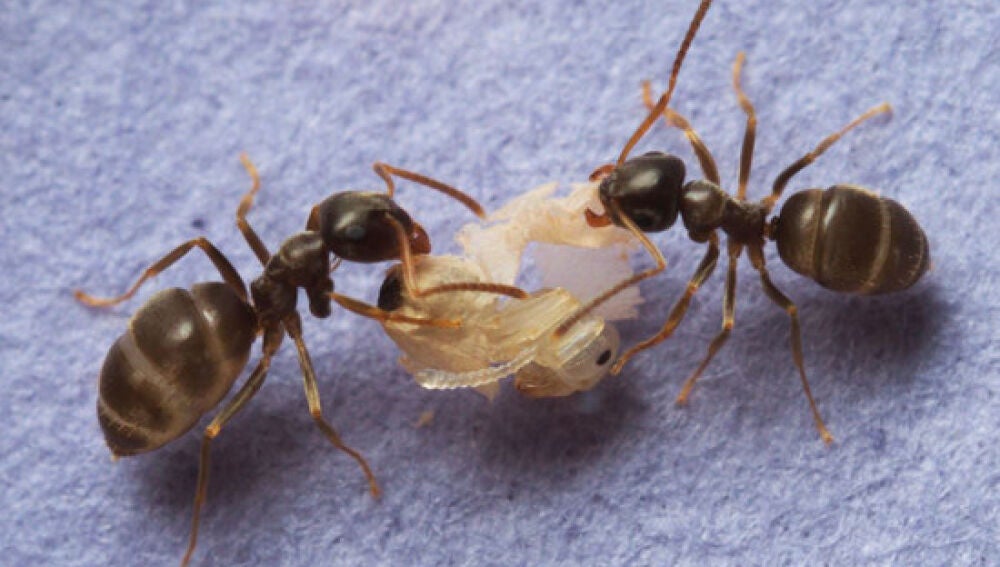 Nada de químicos: el 'cóctel' natural perfecto para evitar tener ...