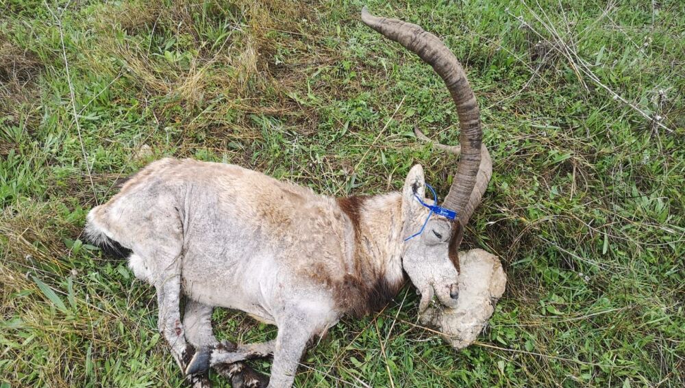 La cabra montés, en riesgo de extinción por la sarna