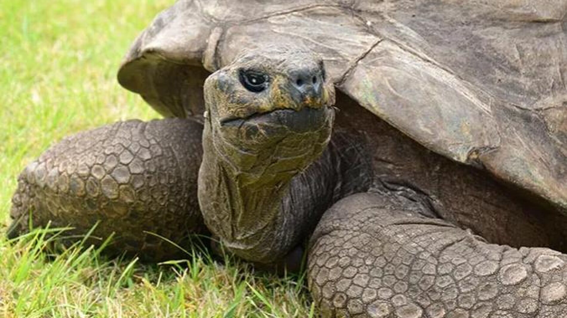 Tortuga en proceso de brumación: La imagen que ha cautivado a miles en ...