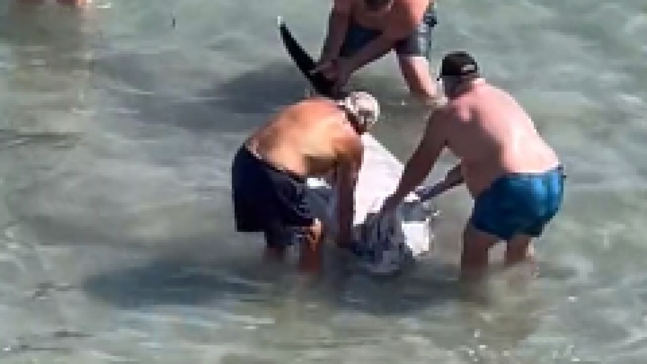 Encuentran un gigantesco atún muerto en La Manga y varios bañistas lo ...