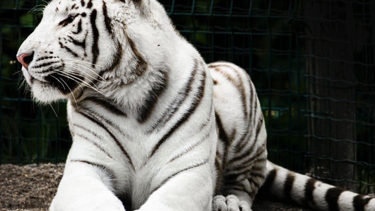 Así son los mejores zoos de Galicia
