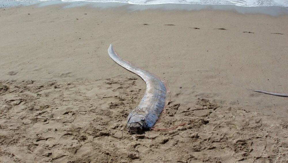 Dos ejemplares del "pez del fin del mundo" aparecen en una playa de México