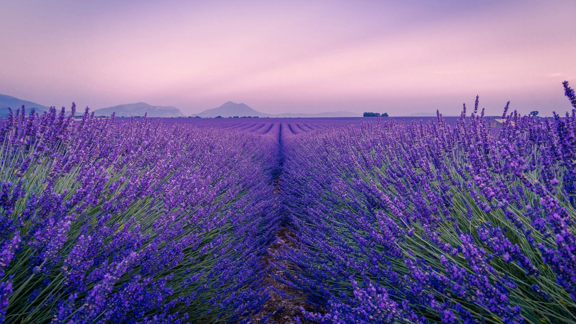 Esta es la planta más efectiva para controlar la ansiedad, según una doctora