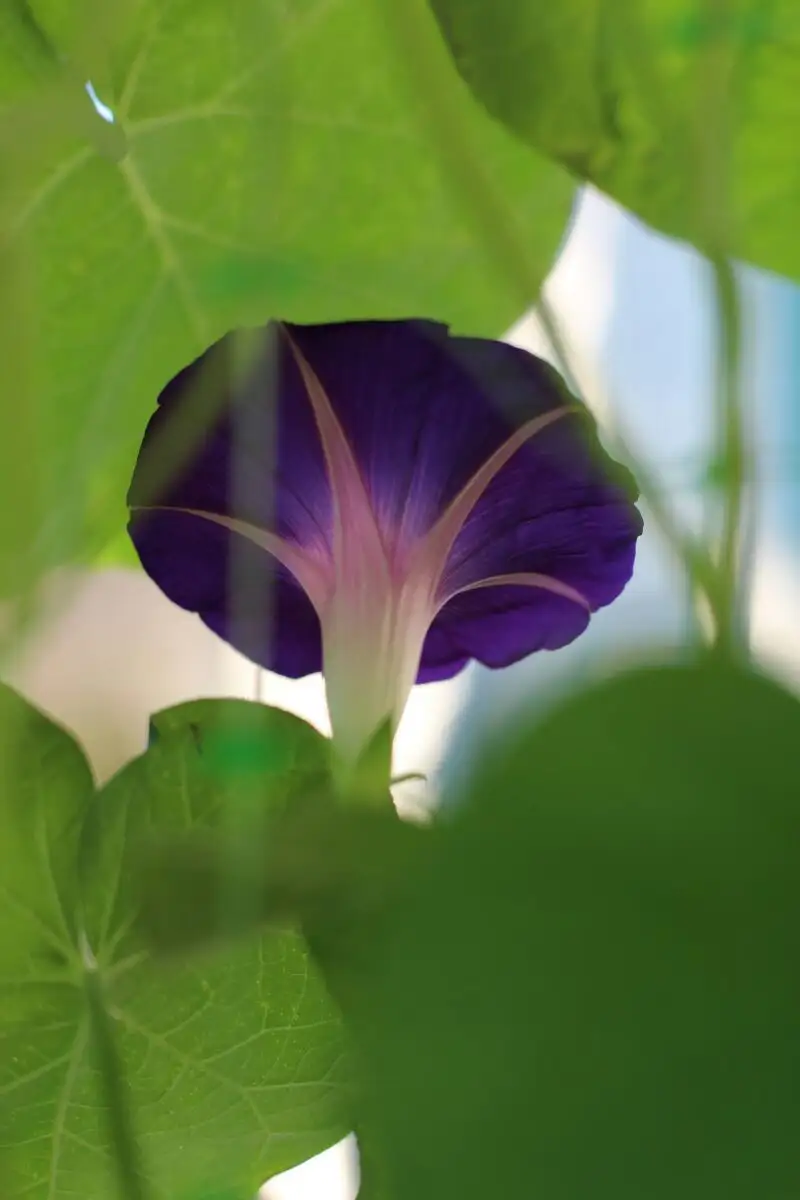 Esta planta trepadora llenará tu jardín de flores en pocas semanas