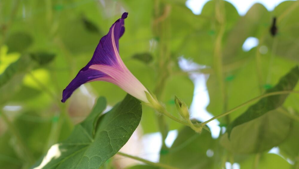 Esta planta trepadora llenará tu jardín de flores en pocas semanas