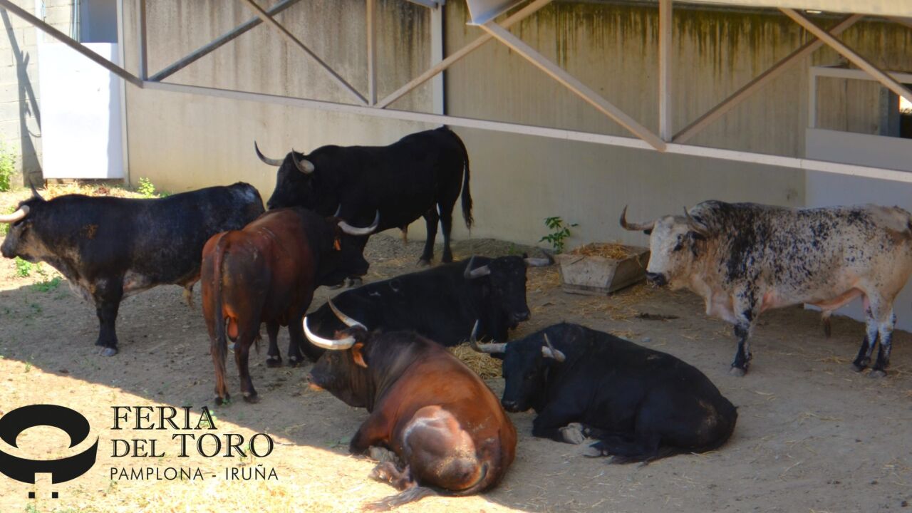 Ya huele a San Fermín, los Corrales del Gas, llenos de toros, se abren ...