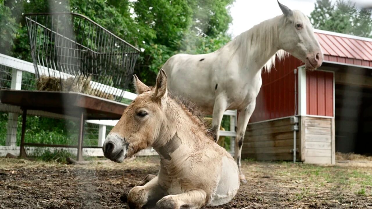 Este extraño caballo fue rechazado por su madre, pero una yegua le ...