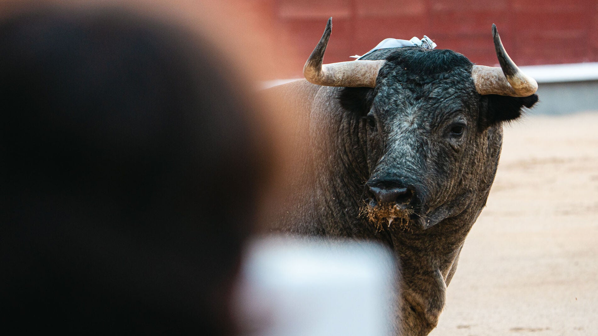 Septiembre devuelve el protagonismo al toro en Las Ventas con desafíos ...