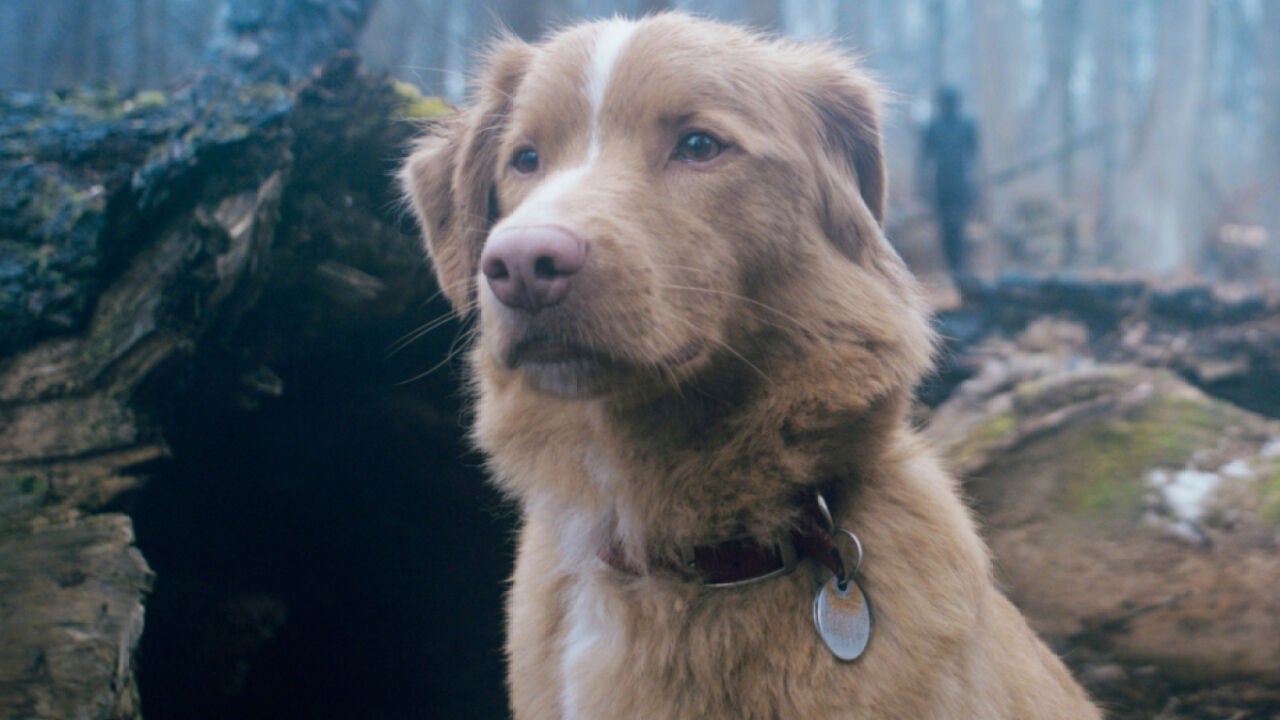 Indy, el perro actor de Good Boy, arrasa en los Astra Film Awards con ...