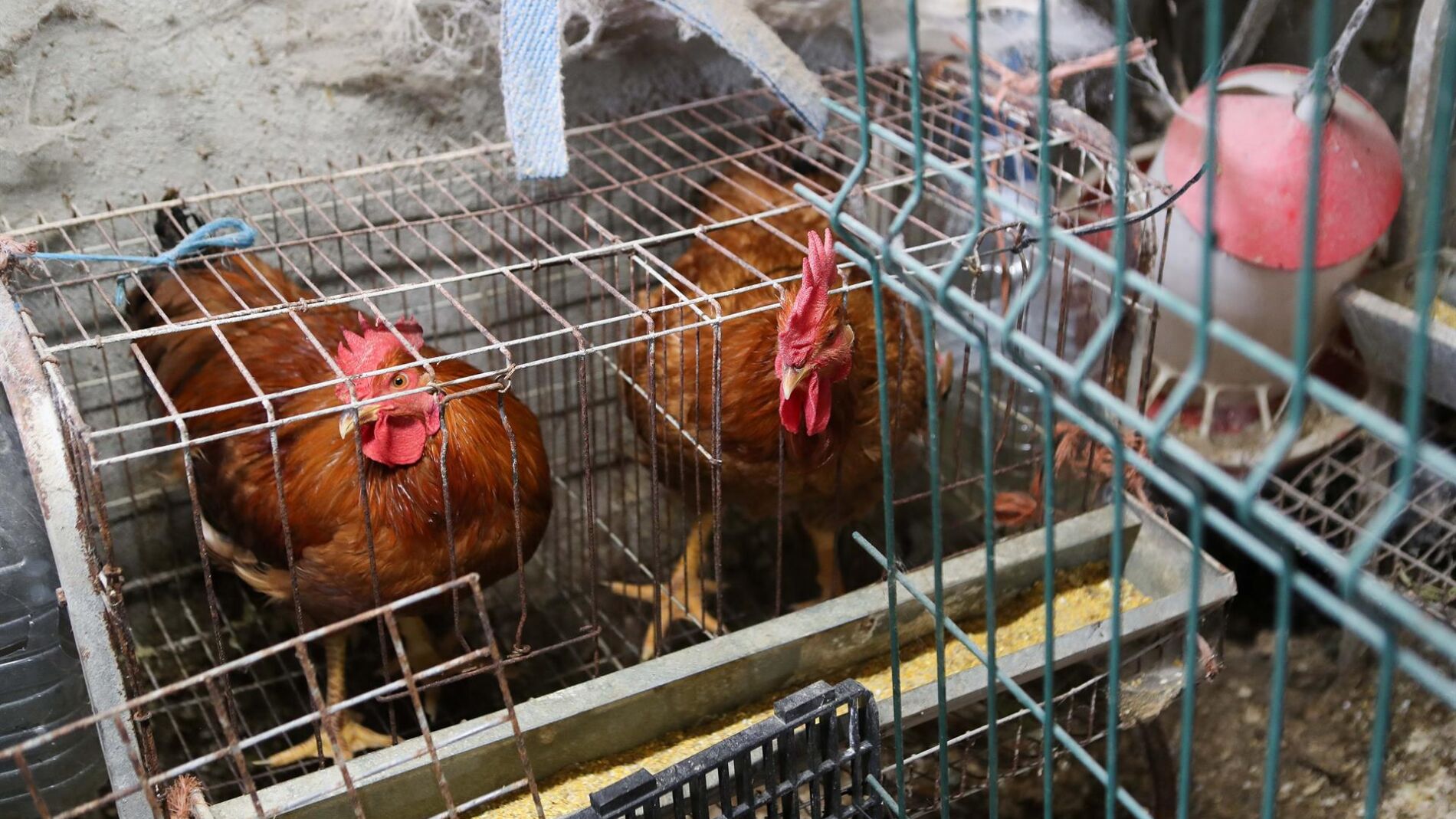 ¿Qué pasa si como un huevo de una gallina que tenía gripe aviar? Así te puede afectar