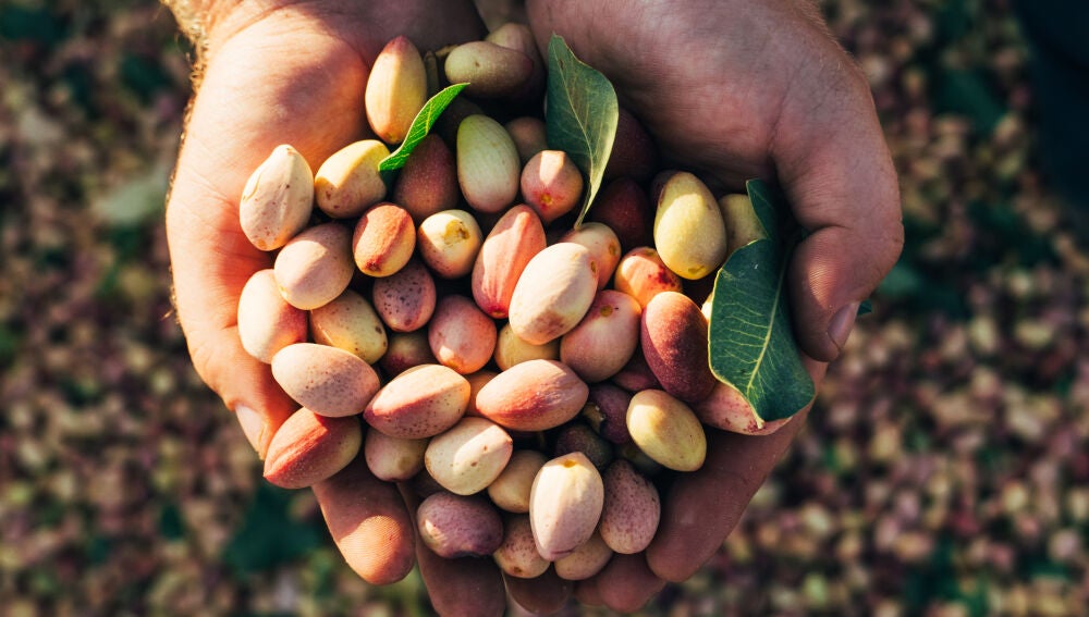 El pistacho, el nuevo oro del campo español