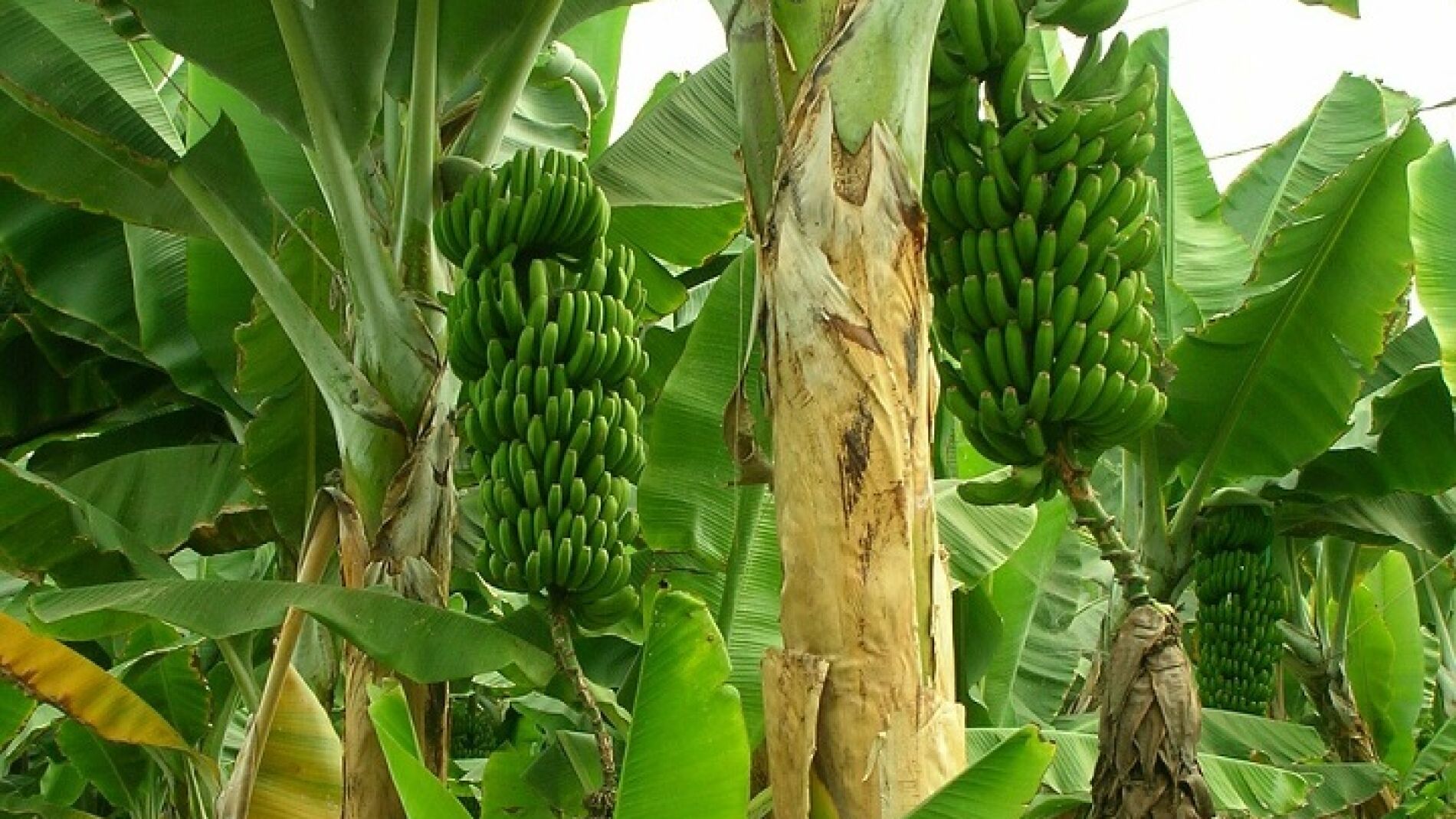 Inventan en Alicante un dispositivo biodegradable contra el picudo ...