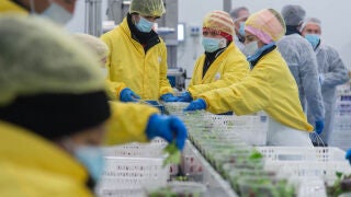 Primaflor, la compañía de los 500 millones de ensaladas en España