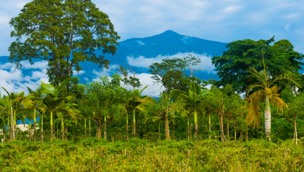 Descubriendo el bosque y la selva de Guinea Ecuatorial