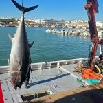 Barbate