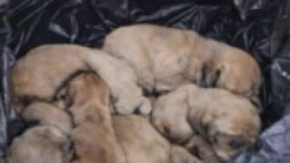 Una pareja arroja a seis cachorros recién nacidos desde un coche en ...