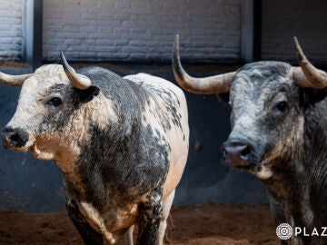 Toros y actualidad taurina en La Razón