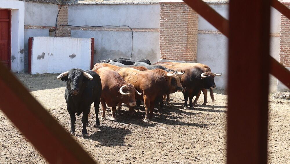 Estos son los toros para el regreso de Morante a tierras madrileñas en ...