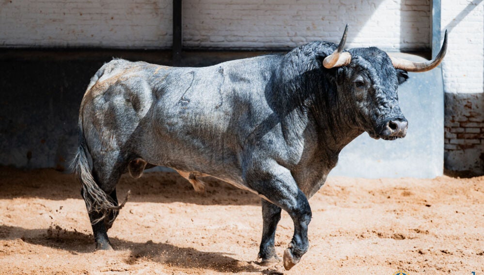 Estos son los ofensivos toros de José Escolar para comenzar la última ...