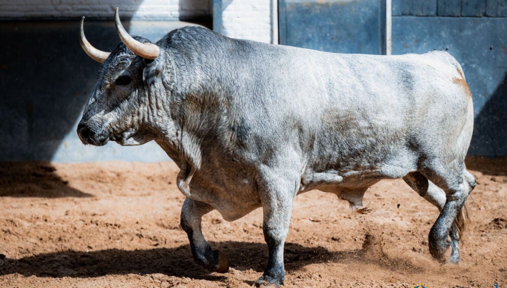 Estos son los ofensivos toros de José Escolar para comenzar la última ...