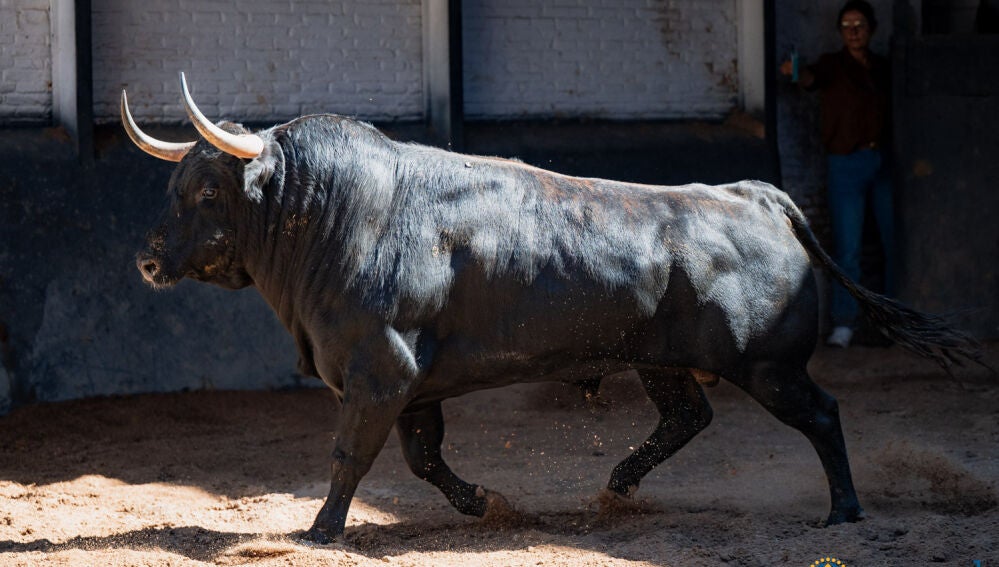 Estos son los serios toros para la única bala de un cartel inédito hoy ...