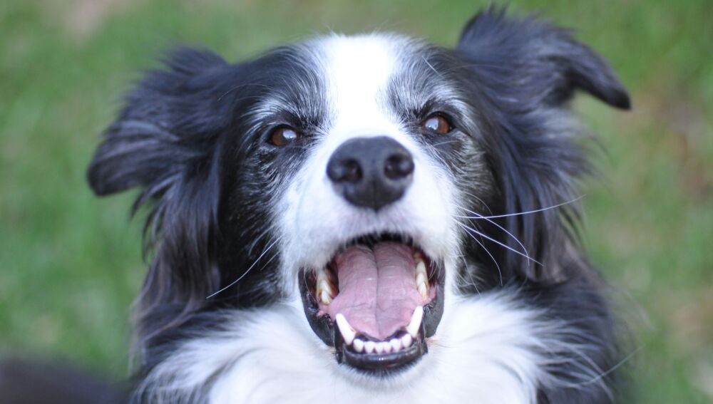 El caso de Chutou, el perro influencer con casi 2 millones de ...