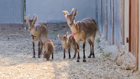 Nacen en España las primeras cabras monteses del mundo por fecundación ...