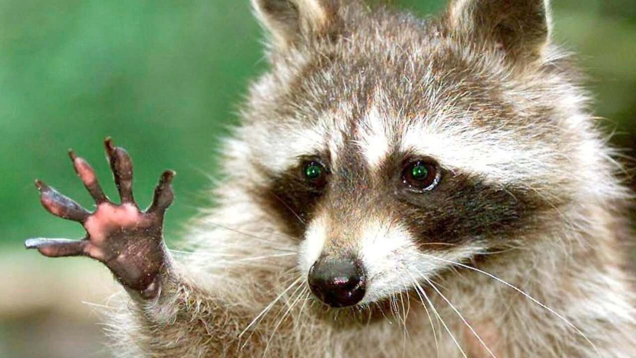 Un mapache borracho la lía y una enfermera tiene que salvarle la vida