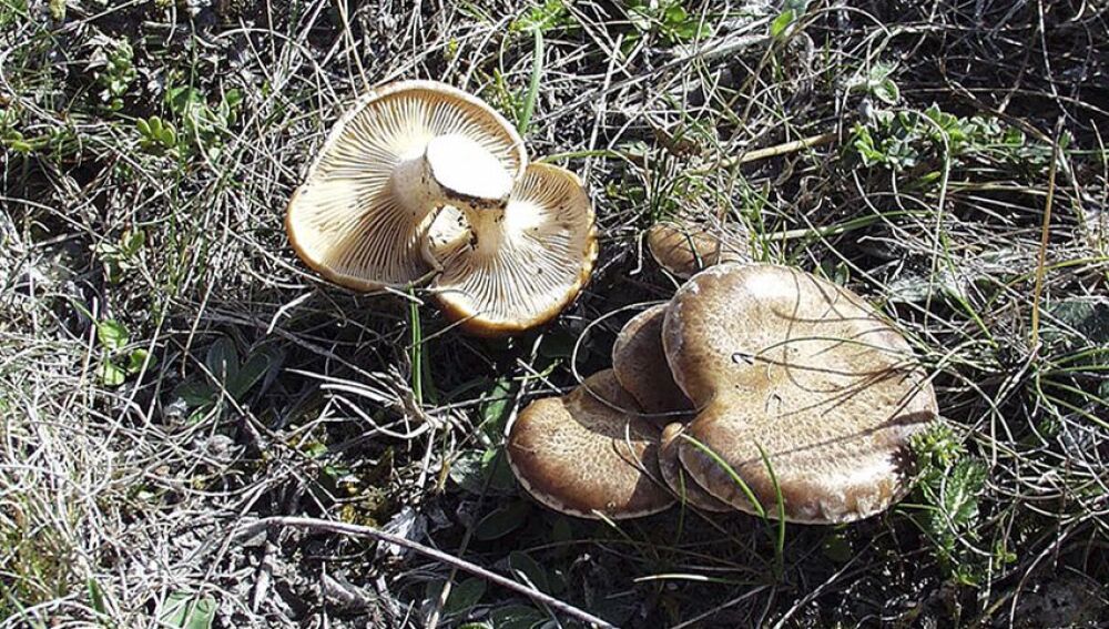 Las últimas lluvias animan la temporada micológica: Esta es la primera ...