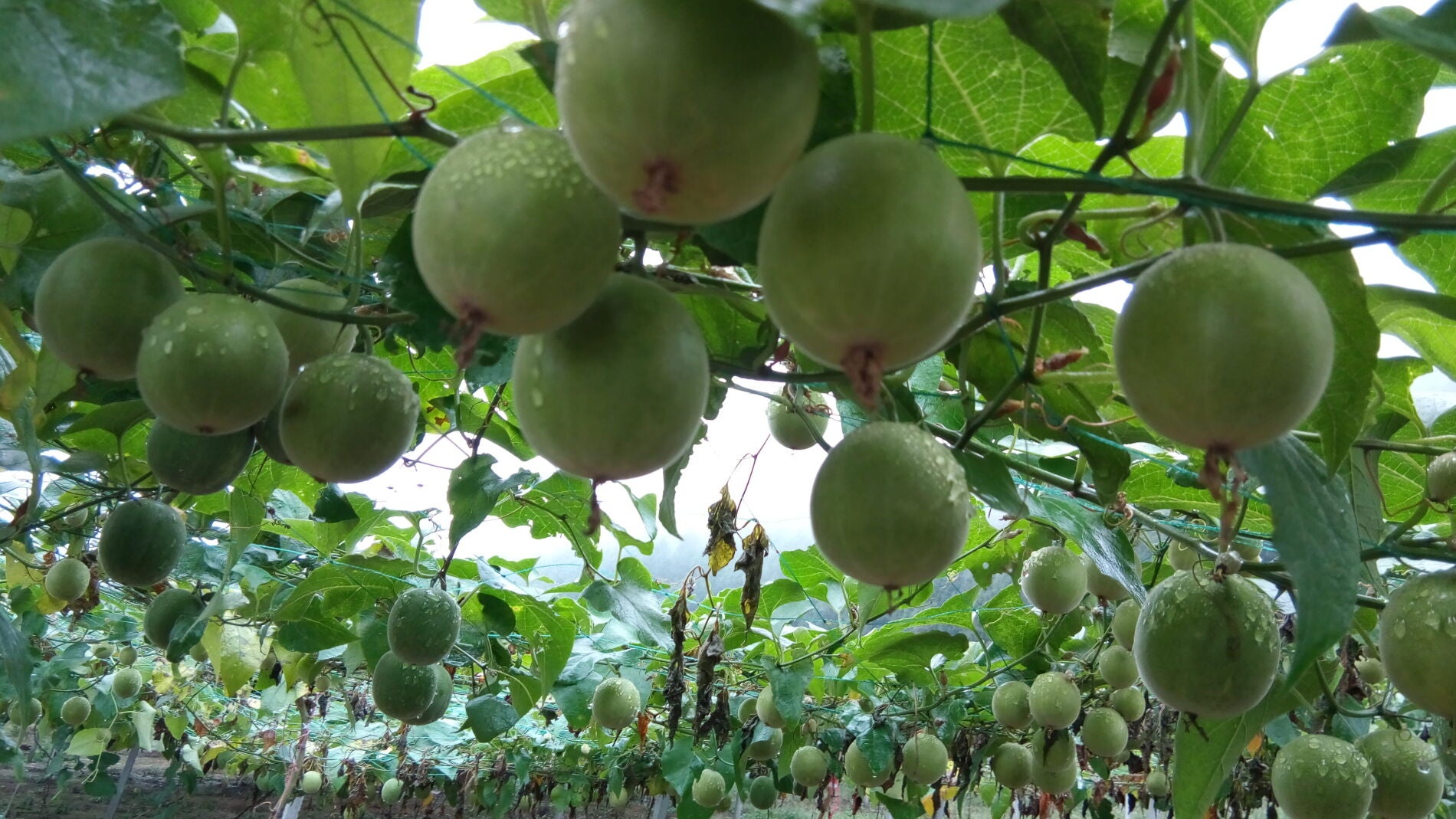 Fruta del monje: ¿el nuevo superalimento?