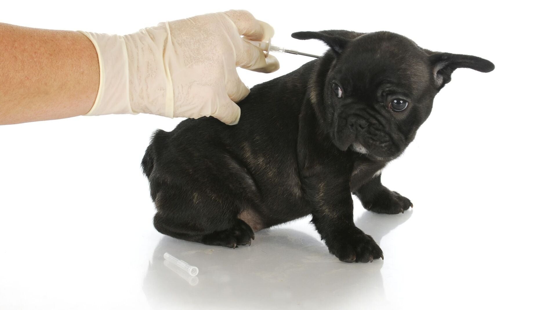 Los chips de los perros incluirán más datos que el teléfono o dirección ...