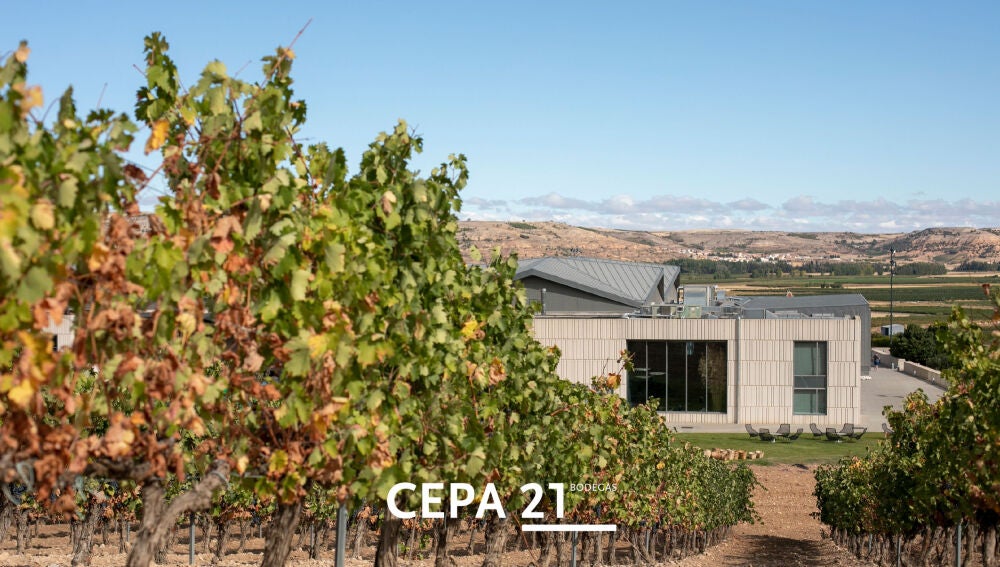 Cepa 21 abre sus viñedos para ofrecer a sus visitantes una vendimia ...
