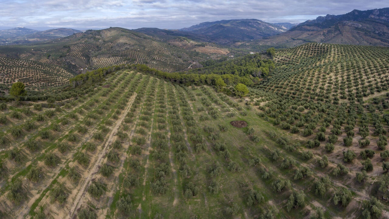 Gran hallazgo en el olivar: detectan 173 nuevas variedades a nivel nacional