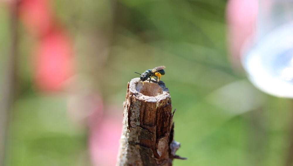 Los problemas familiares de las abejas repercuten en su salud