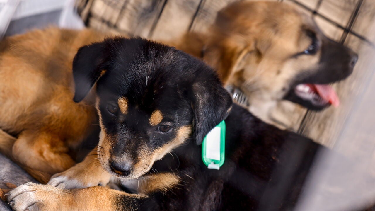 Cómo adoptar un animal de compañía (si vives en Alcalá de Henares)