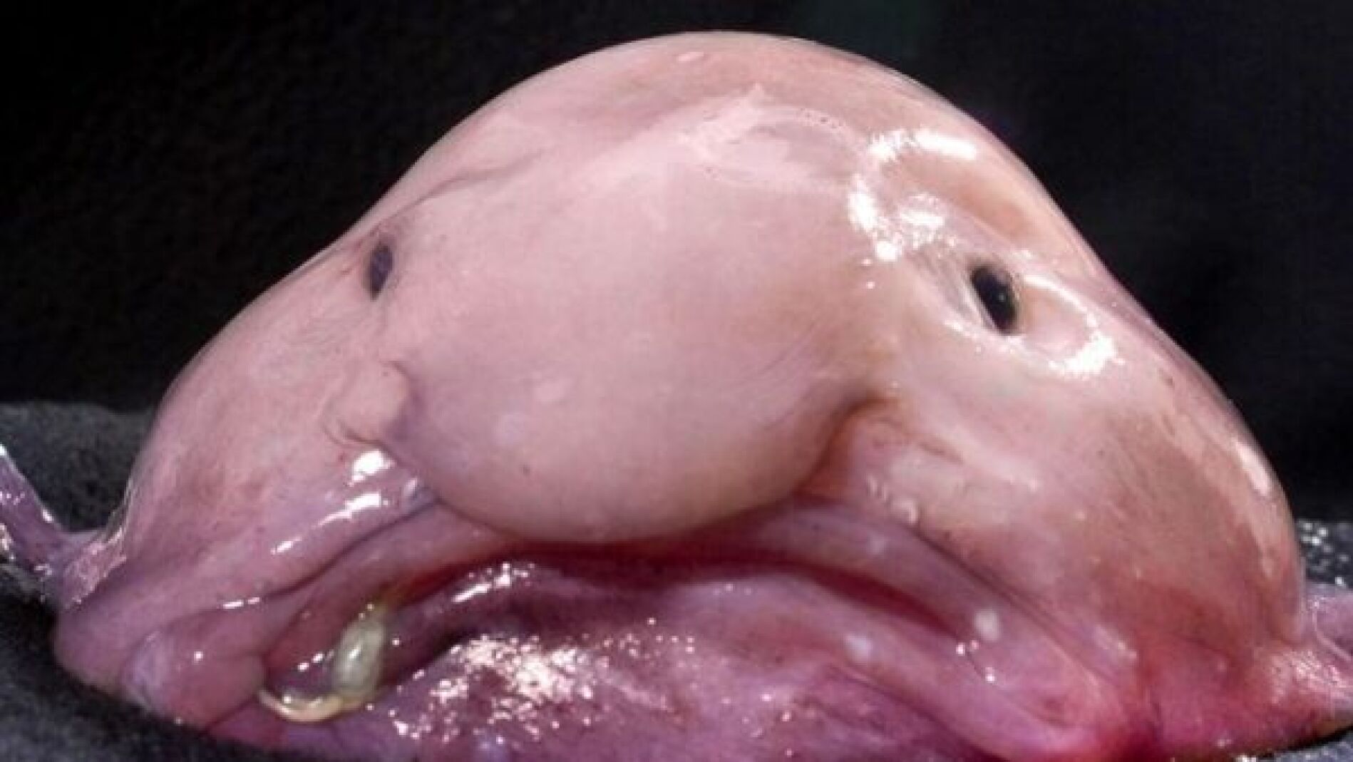 Este es el animal más feo del mundo: dónde vive, qué come y cómo logra ...