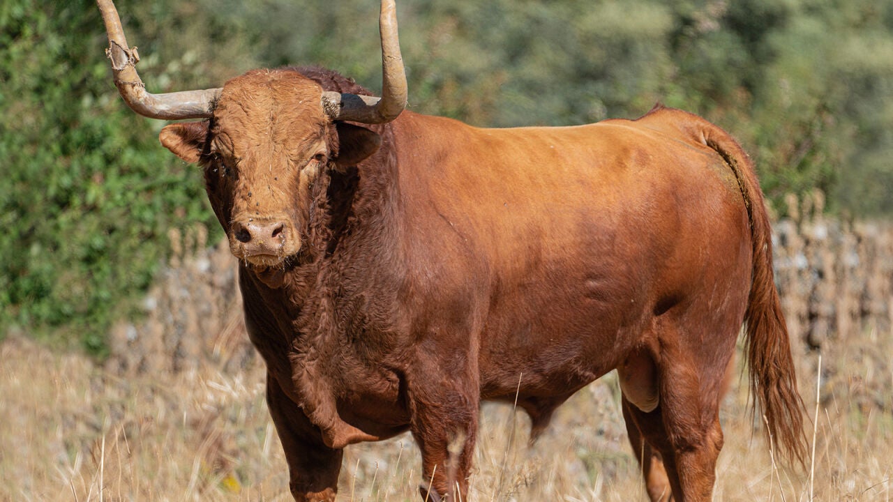 Ya se conoce el Toro de la Vega de Tordesillas de este año
