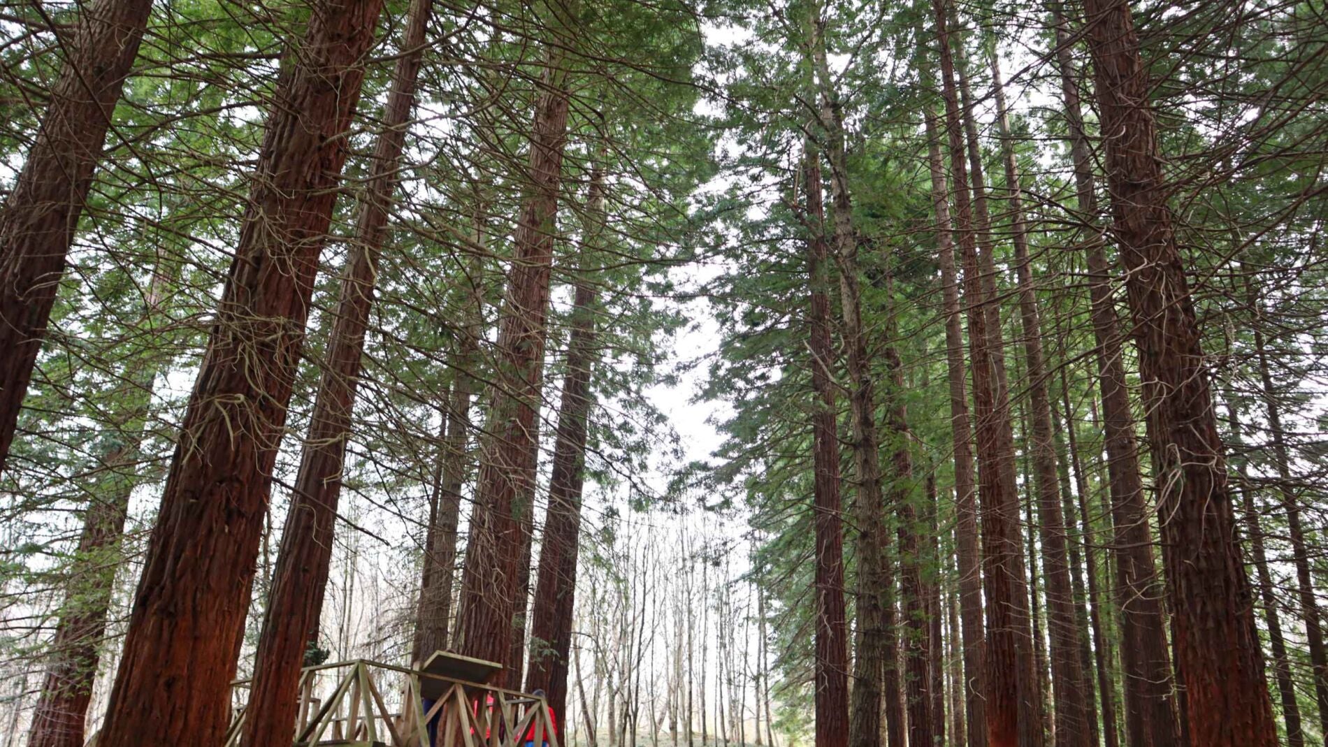 El bosque mágico con los árboles más altos del mundo está en Cantabria