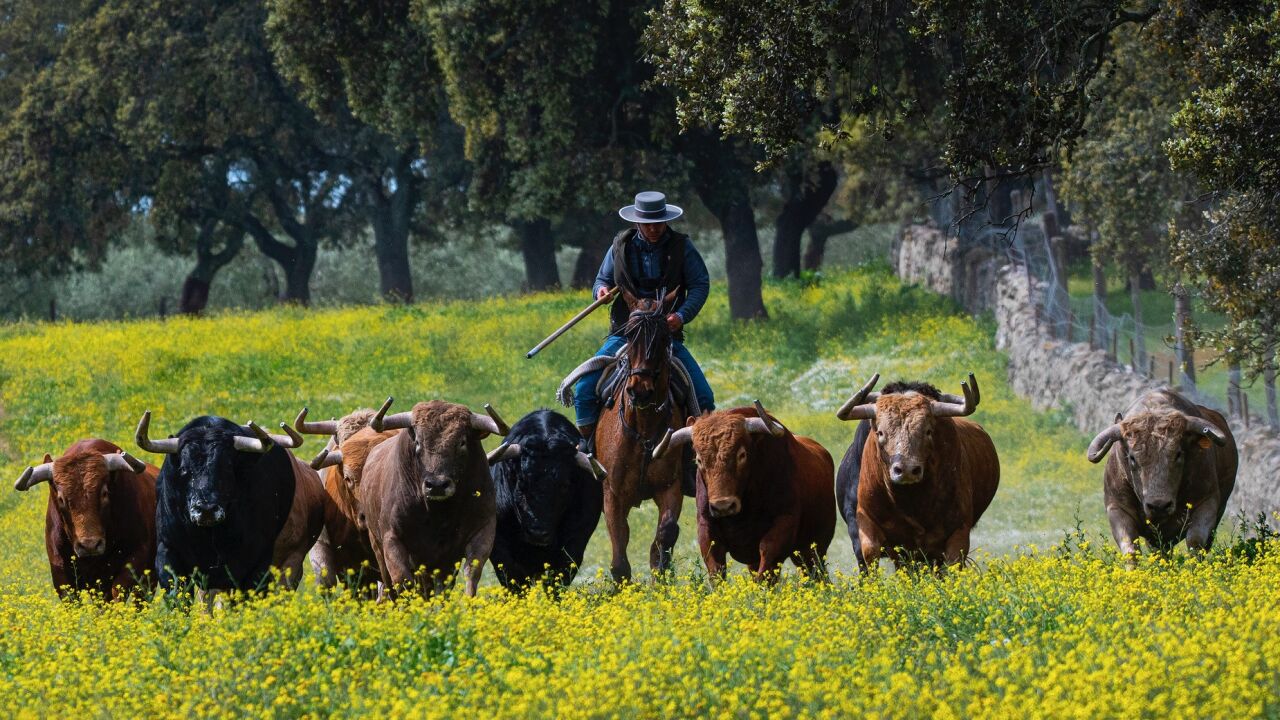 120 años defendiendo al toro bravo