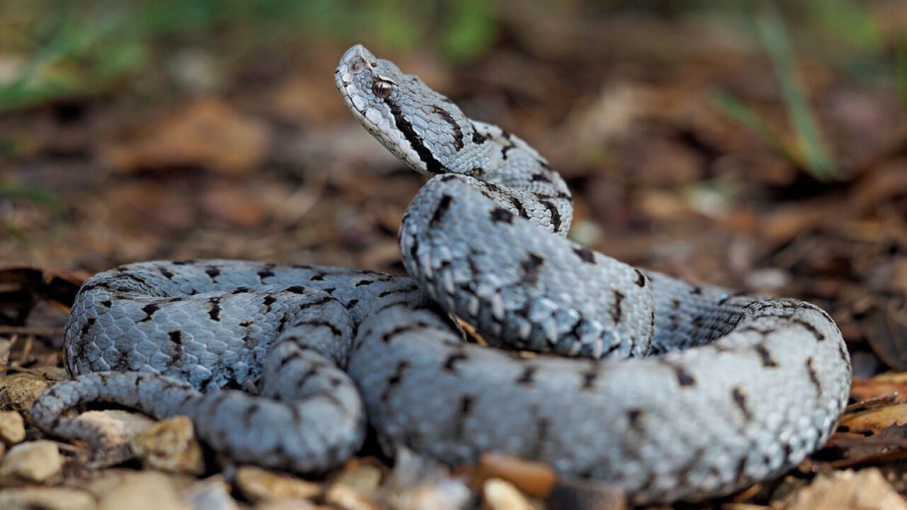 ¿Dónde se encuentra la serpiente más venenosa de España? Las zonas ...