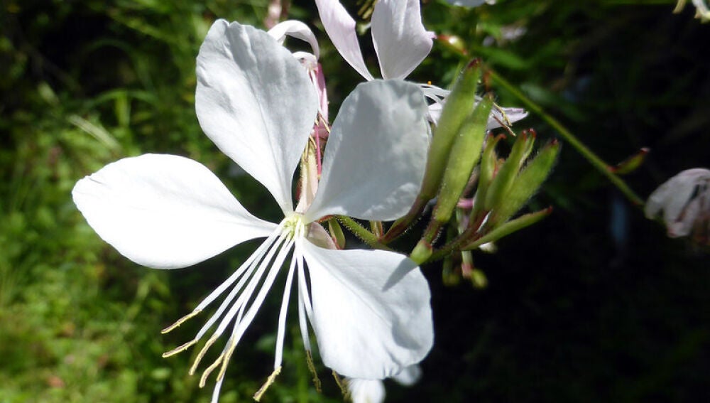 La flor que todo lo resiste, crece en la grava y florece todo el verano ...