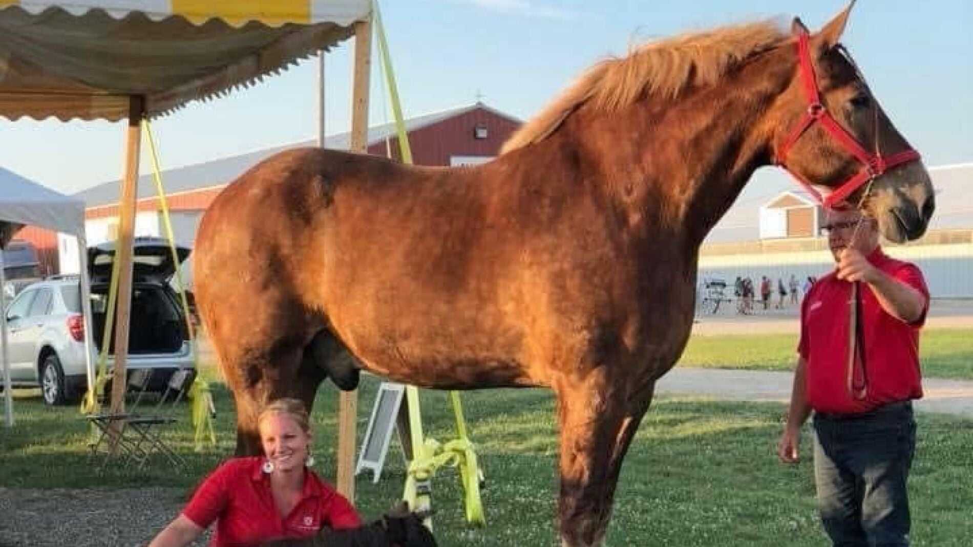 "Big Jake", así era el caballo más alto de la historia con sus 2,10