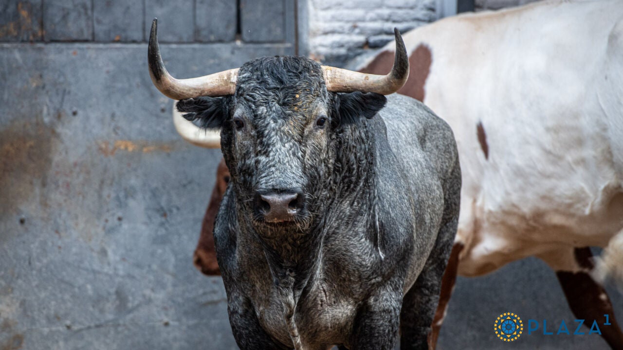 Seriedad, trapío y respeto: así son los imponentes toros de Victorino ...