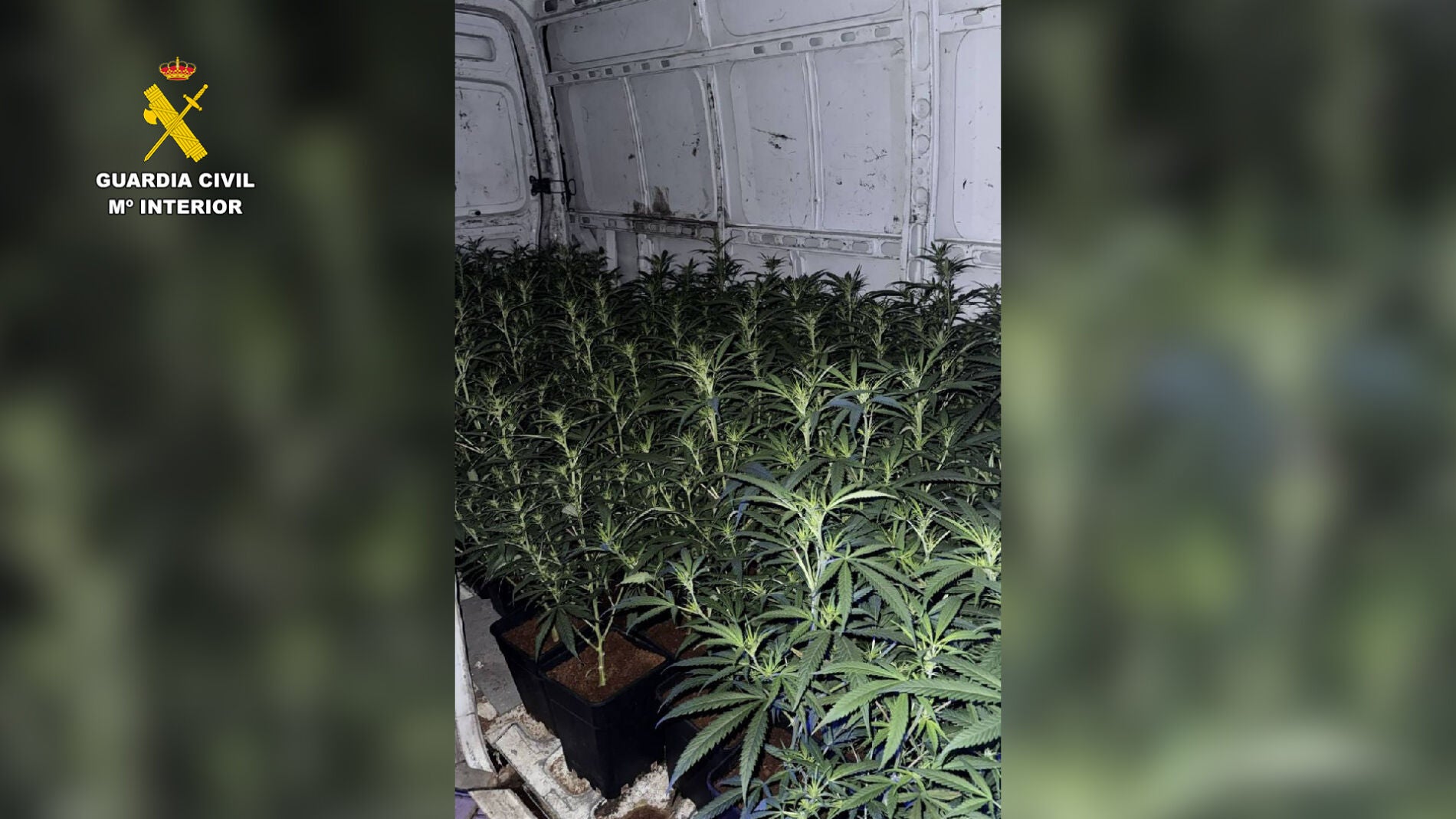 Pillan A Un Hombre Y Una Mujer Con 124 Plantas De Marihuana En El