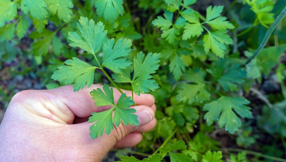 Tres plantas aromáticas que debes sembrar en enero para perfumar el ...