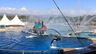 El Gobierno francés reclama el traslado urgente a Loro Parque de las ...