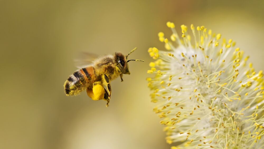 Las abejas y los camarones también se vacunan: así funciona la nueva ...